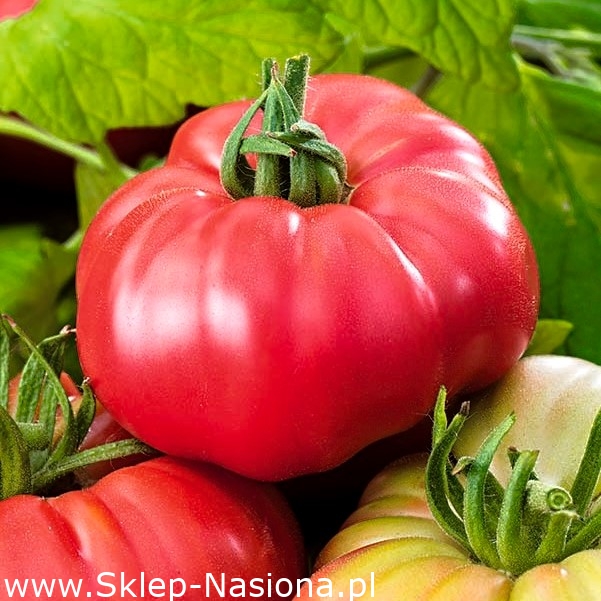 Pomidor Malinowy Ożarowski - odmiana dla każdego - NASIONA OTOCZKOWANE ...
