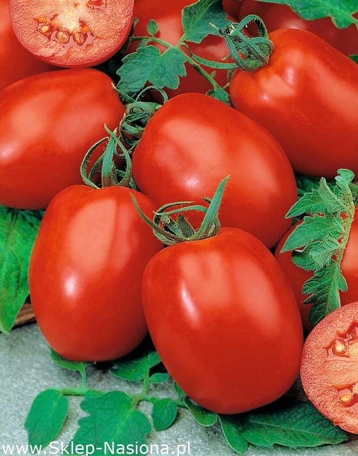 Pomidor Rio Grande - typu Kmicic - 200 nasion w Sklep-Nasiona | Sprawdź darmową wysyłkę