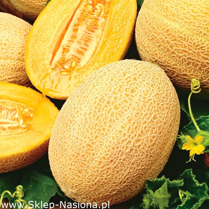 Melon Ananas w Sklep-Nasiona | Sprawdź darmową wysyłkę