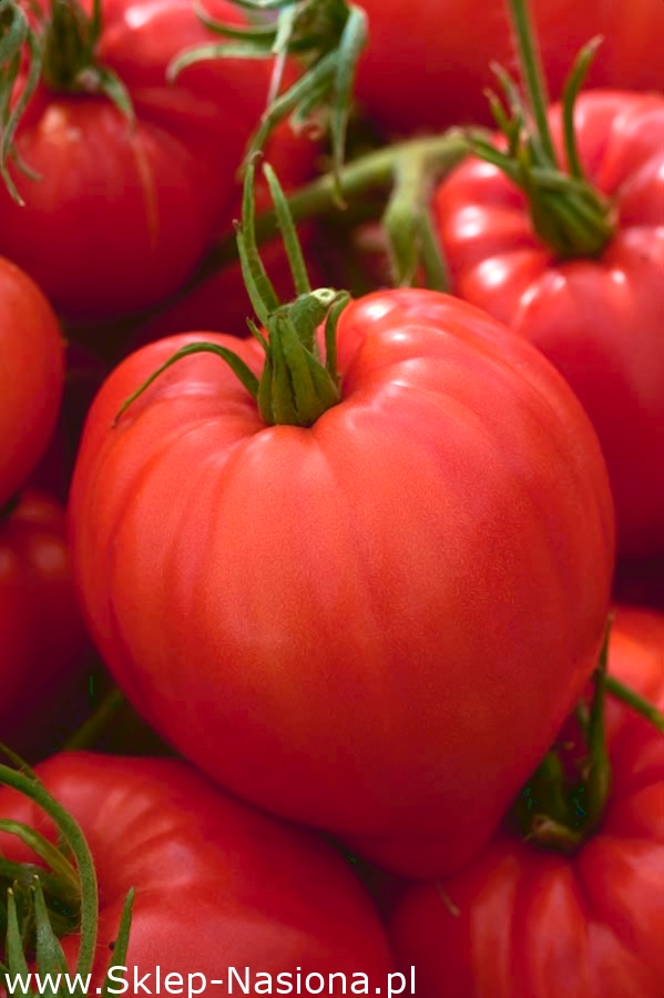 Pomidor Herodes - gruntowy, wysoki w Sklep-Nasiona | Sprawdź darmową ...