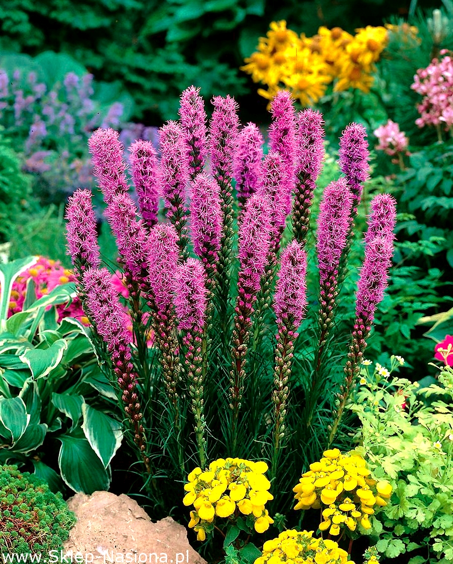 Liatra kłosowa purpurowa - Liatris spicata Purple - 10 cebulek w Sklep ...