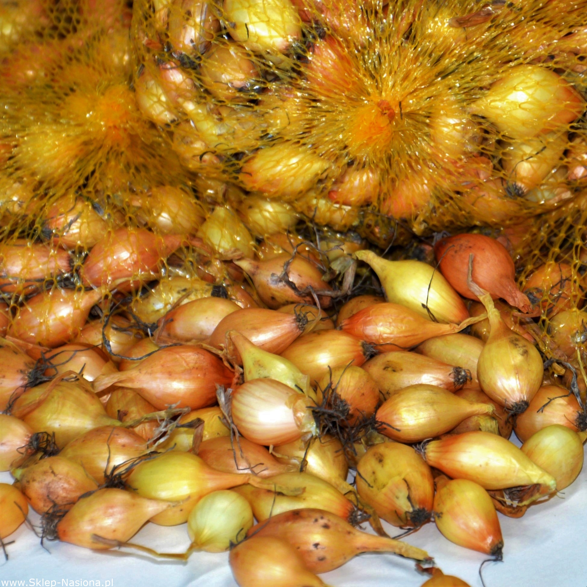 Cebula dymka - zimująca - 10 kg w Sklep-Nasiona | Sprawdź darmową wysyłkę