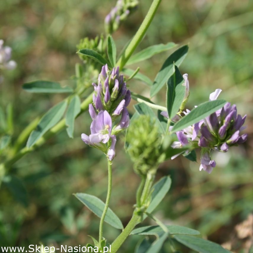 Lucerna siewna Eugenia - 1 kg w Sklep-Nasiona | Sprawdź darmową wysyłkę