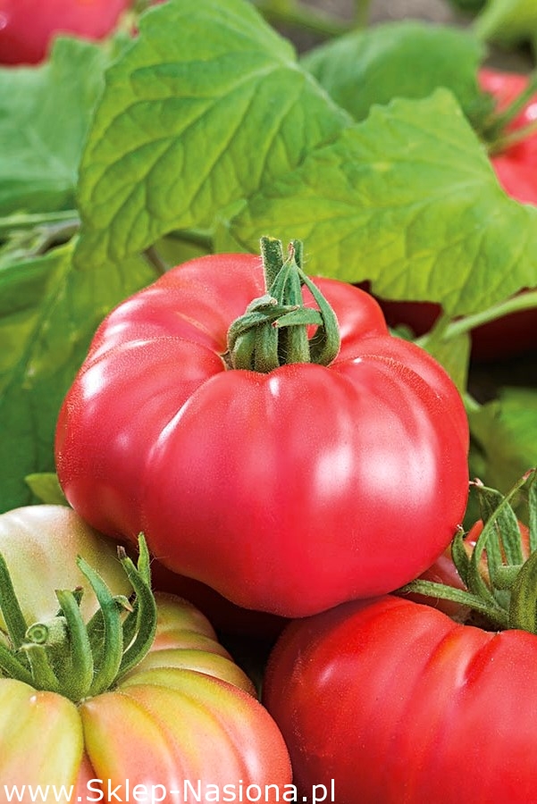 Pomidor Pink Wonder F1 - malinowy szklarniowy - 7 nasion w Sklep-Nasiona | Sprawdź darmową wysyłkę