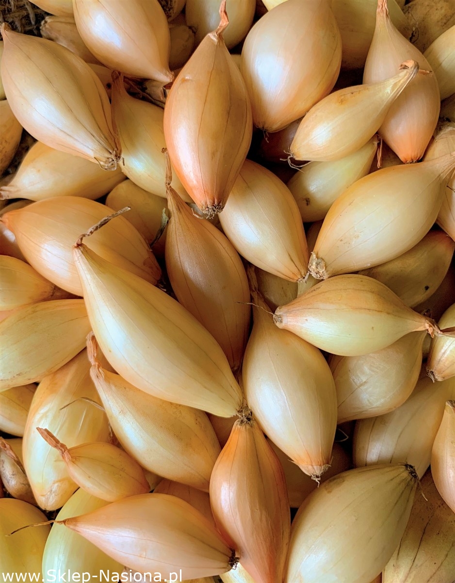 Cebula dymka - zimująca - Shakespeare - 20 kg w Sklep-Nasiona | Sprawdź ...