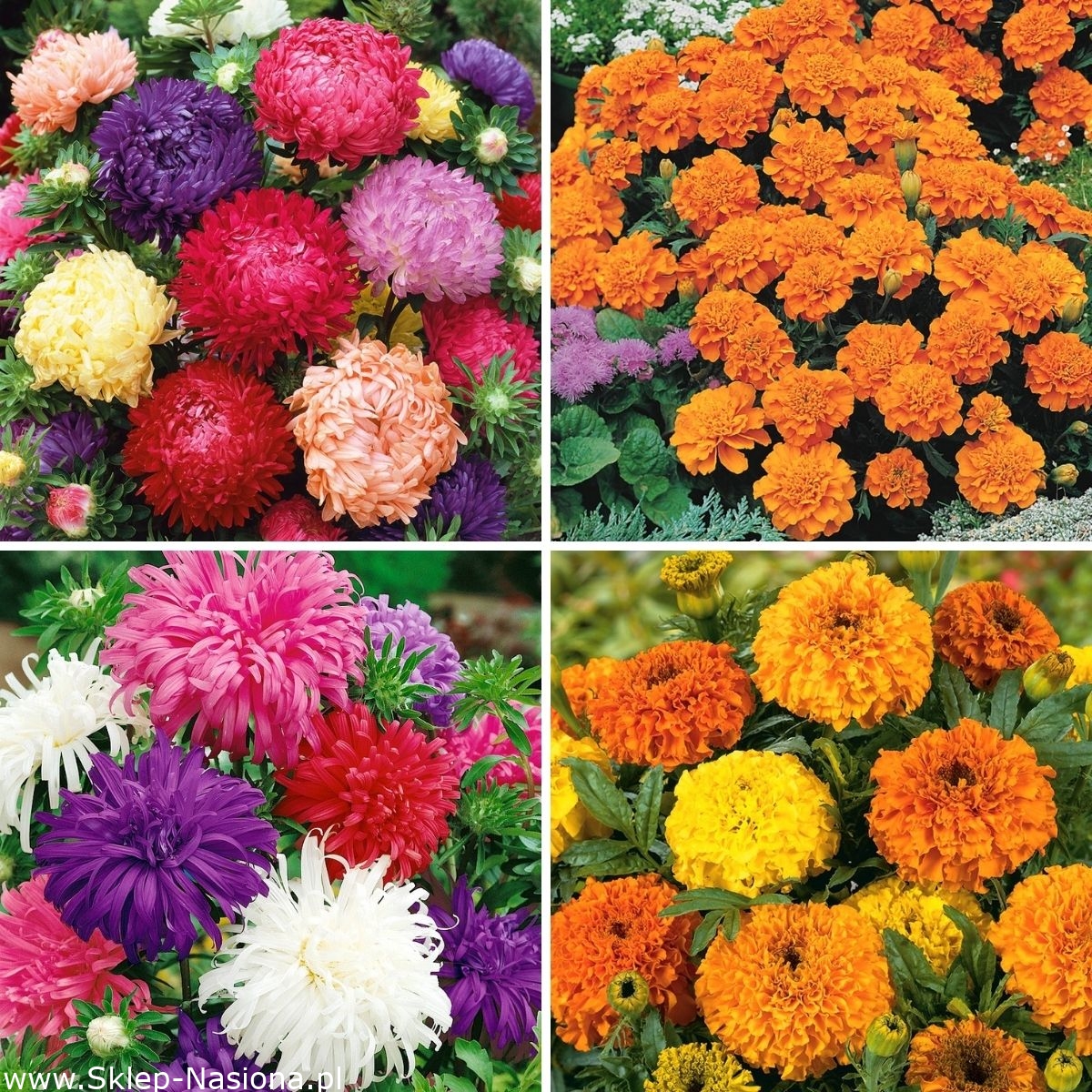 Nasiona aksamitek i astrów - zestaw 4 odmian w Sklep-Nasiona | Sprawdź ...