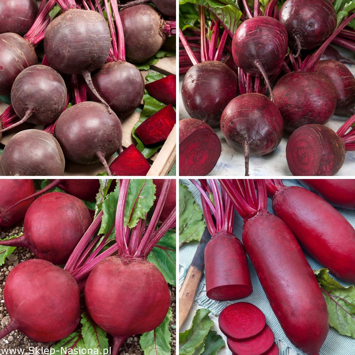 Nasiona buraka ćwikłowego - zestaw 4 odmian w Sklep-Nasiona | Sprawdź ...