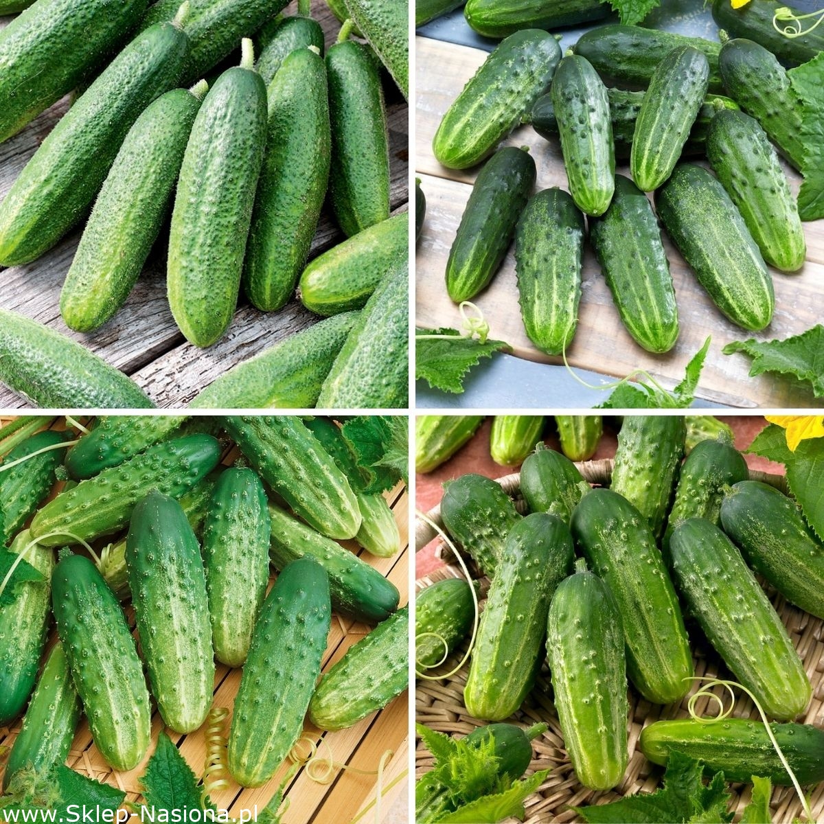 Nasiona ogórków - zestaw 4 odmian w Sklep-Nasiona | Sprawdź darmową wysyłkę
