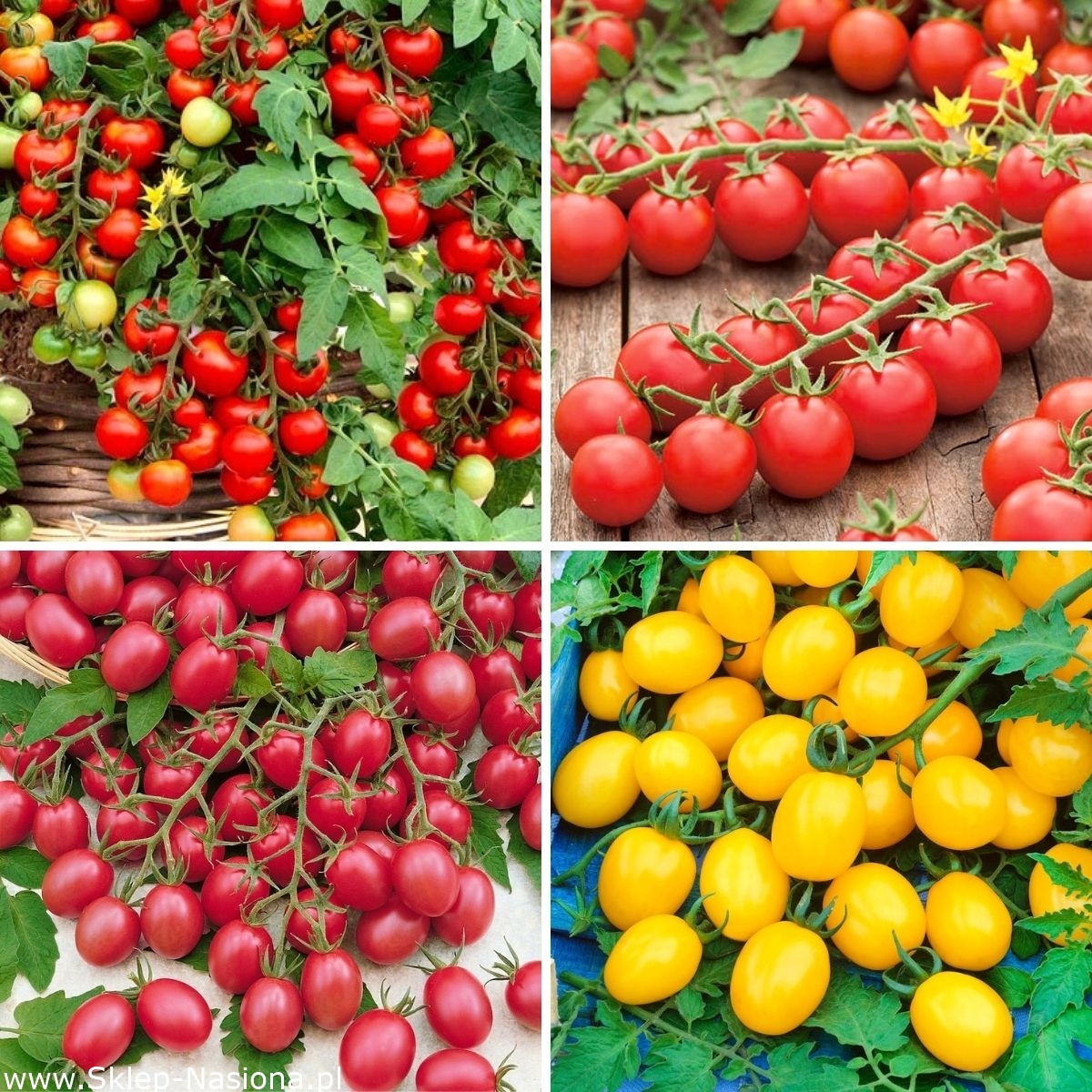 Nasiona pomidorów cherry - zestaw 4 odmian w Sklep-Nasiona | Sprawdź ...