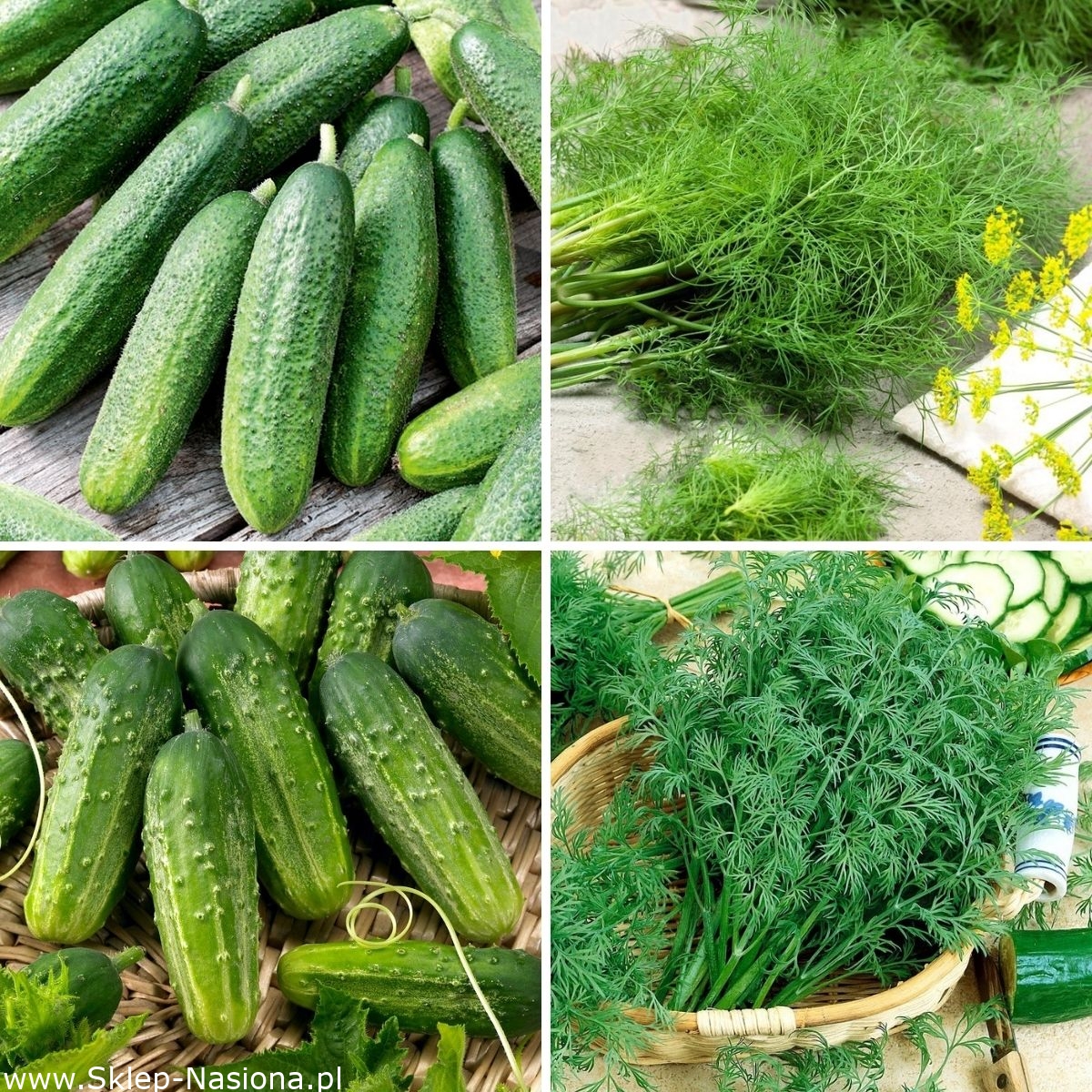 Nasiona ogórków i kopru - zestaw 4 odmian w Sklep-Nasiona | Sprawdź ...