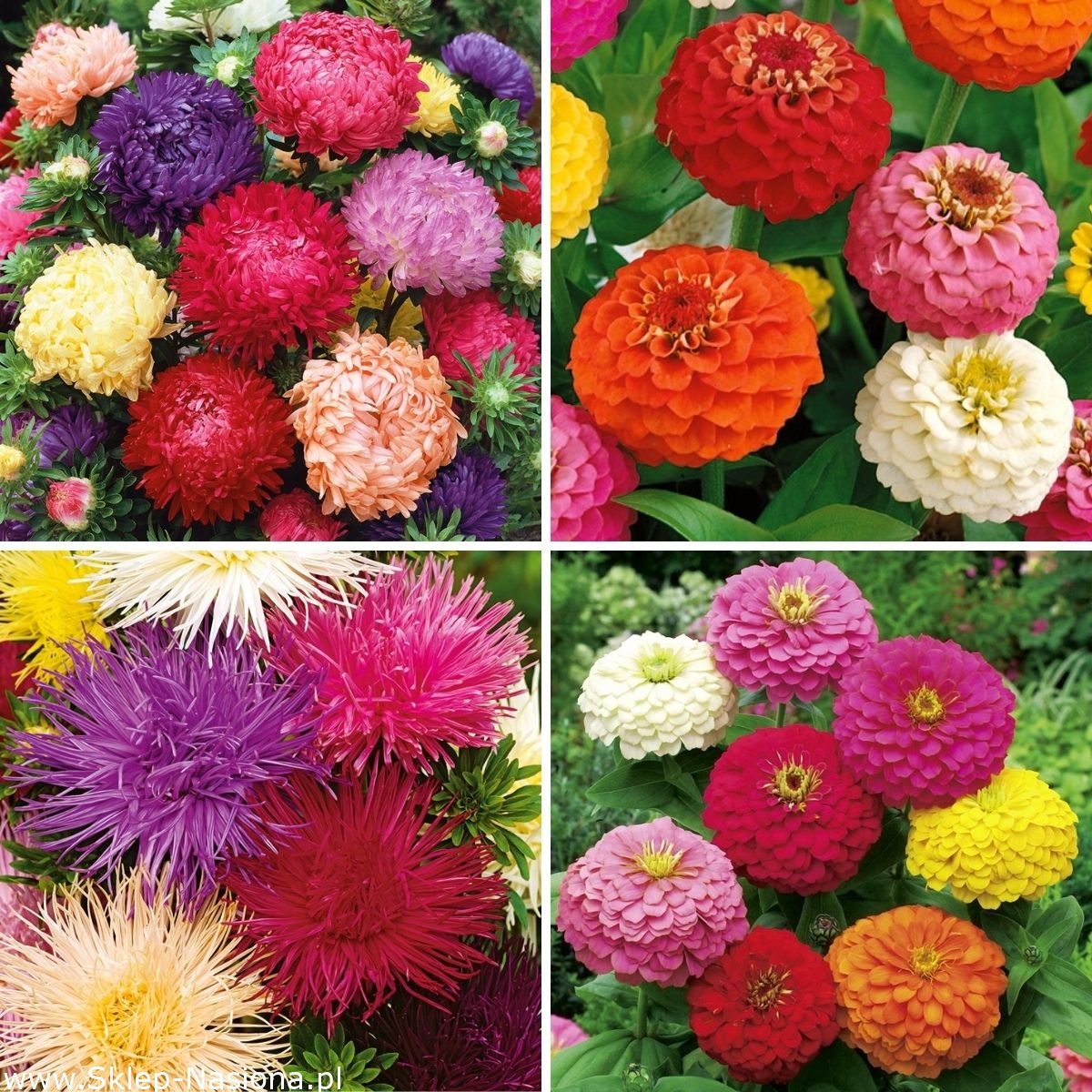 Nasiona cynii i astrów - zestaw 4 odmian w Sklep-Nasiona | Sprawdź ...