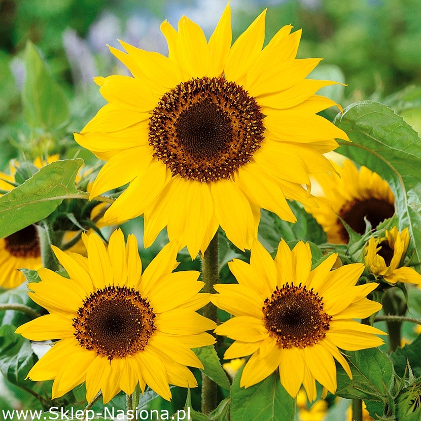 Słonecznik ozdobny Henry Wilde w Sklep-Nasiona | Sprawdź darmową wysyłkę
