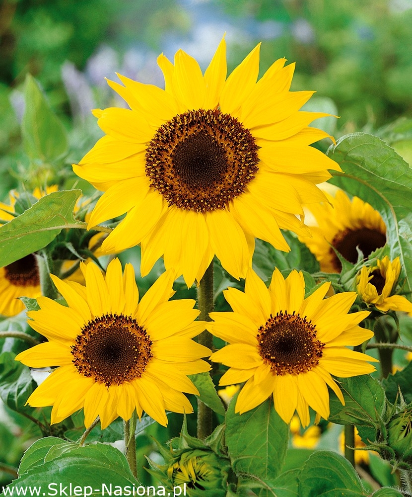 Słonecznik ozdobny Henry Wilde w Sklep-Nasiona | Sprawdź darmową wysyłkę