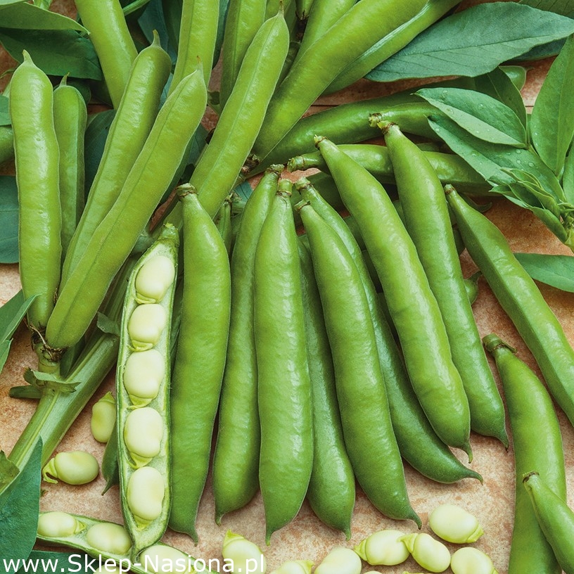 Bób, groch, fasola - zestaw 3 odmian nasion warzyw w Sklep-Nasiona ...