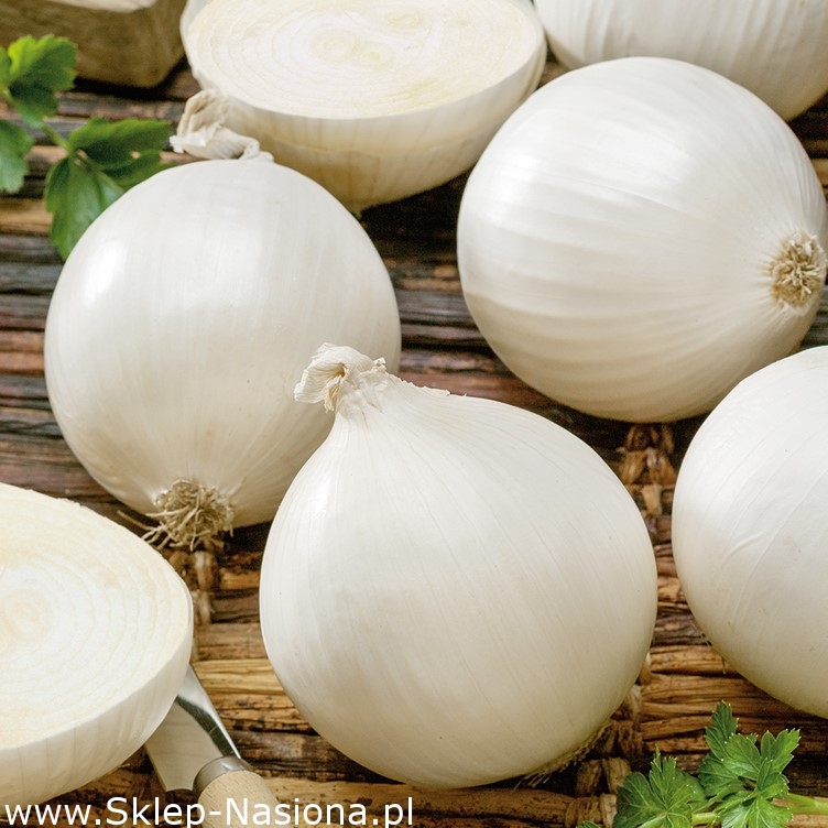 Cebula Avalon biała - 750 nasion w Sklep-Nasiona | Sprawdź darmową wysyłkę