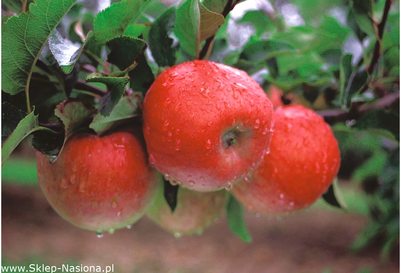 Jabłoń Topaz - sadzonka w balocie - XXL w Sklep-Nasiona | Sprawdź ...