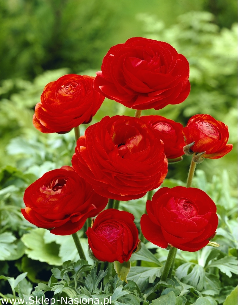 Jaskier azjatycki czerwony - 10 cebulek w Sklep-Nasiona | Sprawdź ...