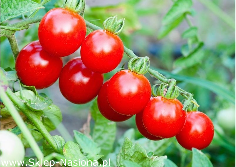 Pomidor Sweetbaby - gruntowy, wysoki, koktajlowy w Sklep-Nasiona | Sprawdź darmową wysyłkę